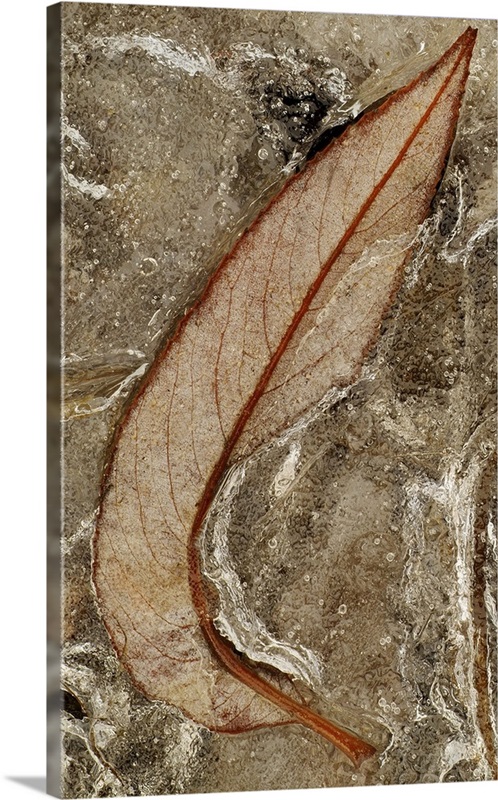 Sandy Leaf | Great Big Canvas