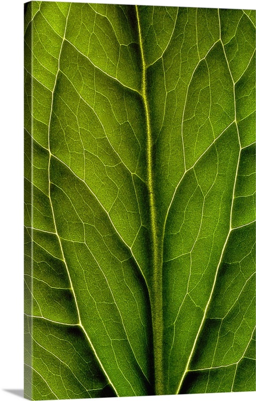 Skunk Cabbage | Great Big Canvas