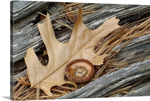 Slow Decay | Great Big Canvas