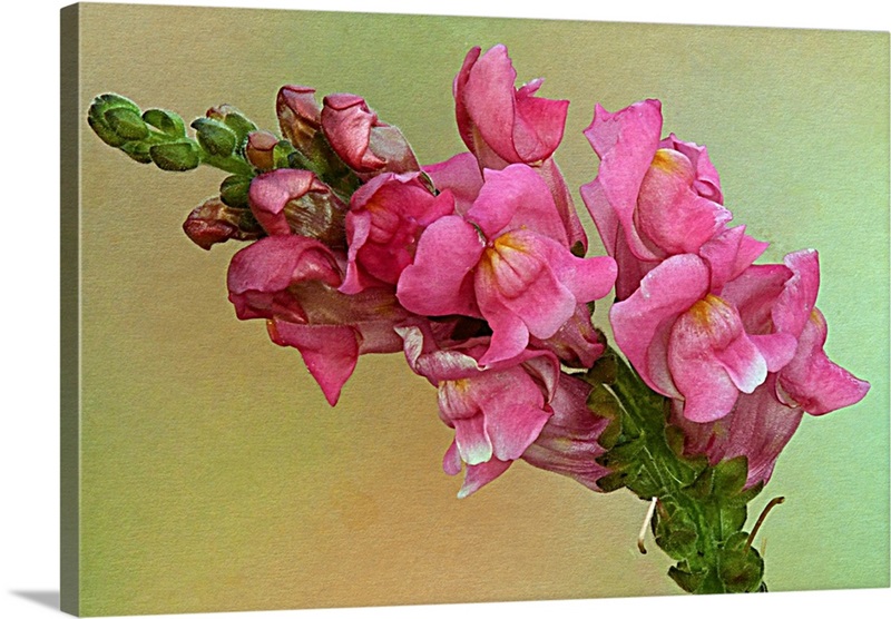 Snapdragon | Great Big Canvas