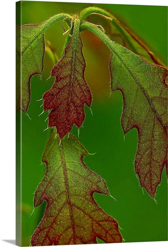 Spring Oaks | Great Big Canvas