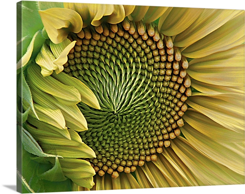 Sunflower | Great Big Canvas