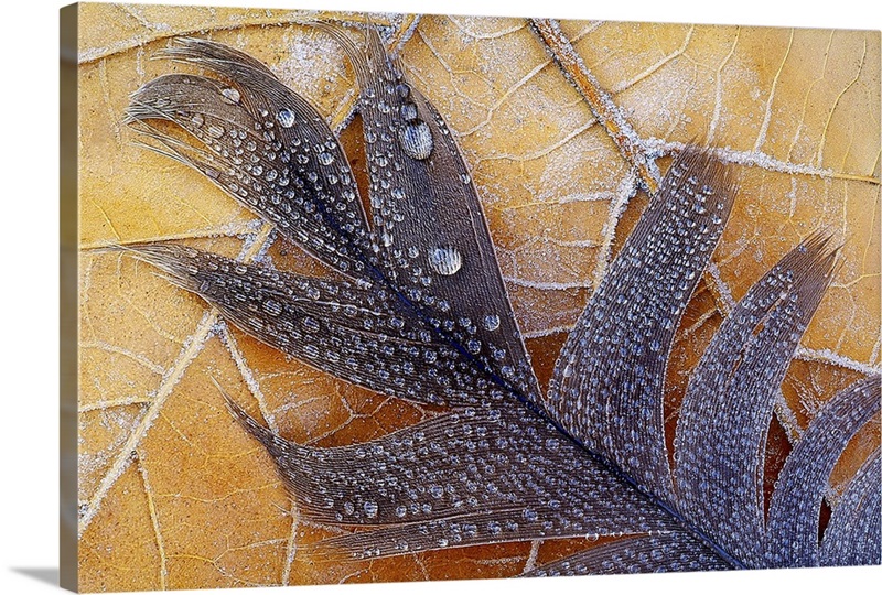 The Oak Feather | Great Big Canvas