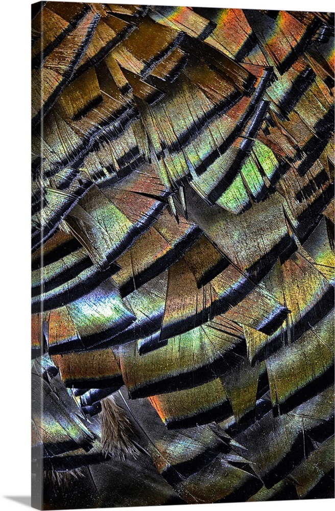 Turkey Feathers Wall Art, Canvas Prints, Framed Prints, Wall Peels ...