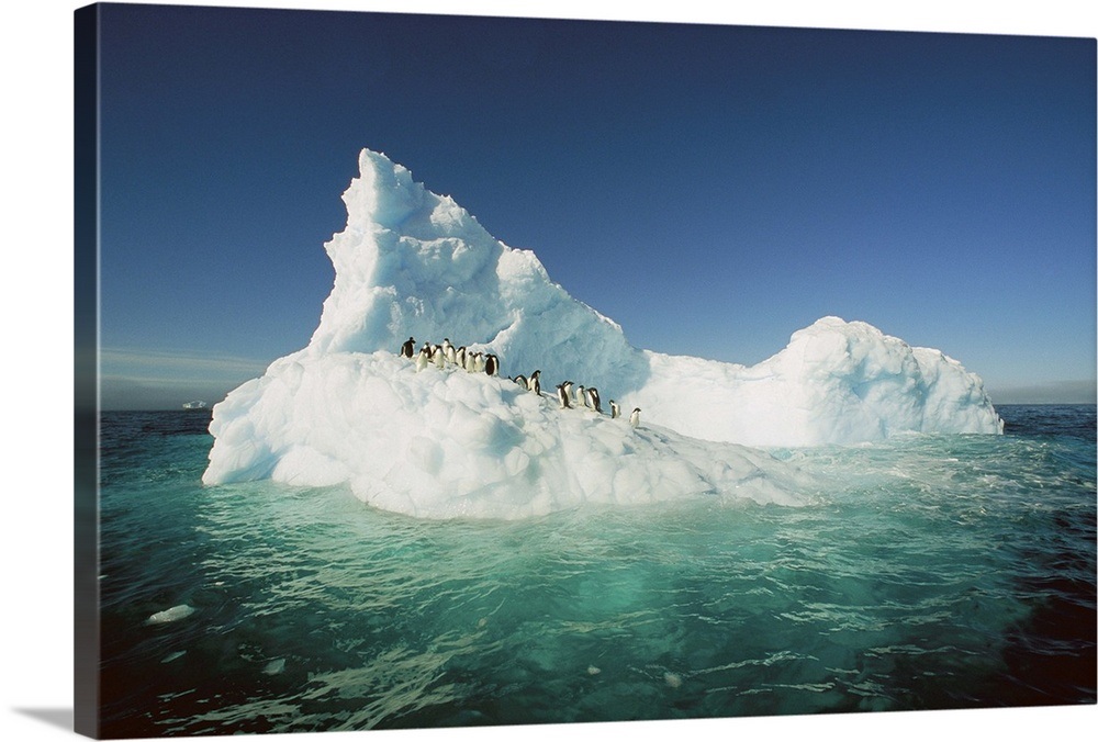 Adelie Penguin (Pygoscelis adeliae) group, Terre Adelie Land, east ...