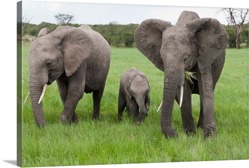 African Elephant group grazing, Ol Pejeta Conservancy, Kenya Wall Art ...