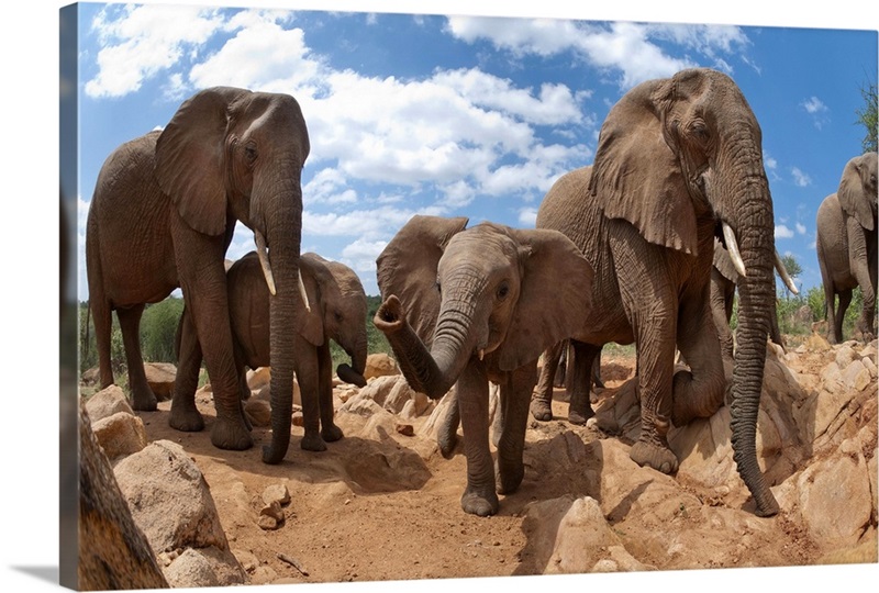 African Elephant herd, Mpala Research Centre, Kenya | Great Big Canvas