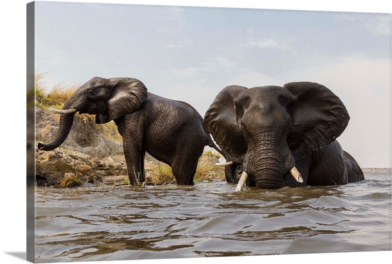 African Elephant pair in river, Chobe River, Botswana | Great Big Canvas