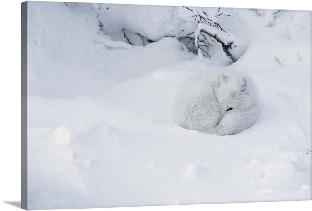 Arctic Fox (Alopex lagopus) curled up in the snow, Churchill, Manitoba ...