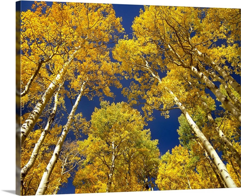 Aspen grove in fall colors, Maroon Bells, Snowmass Wilderness, Colorado ...