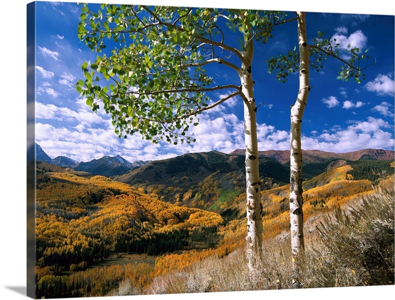 Aspen trees in fall colors on Elk Mountains, Capitol Creek trailhead ...