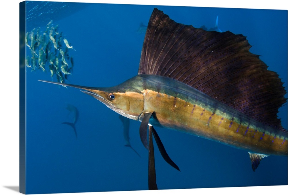 Atlantic Sailfish Feeding Wall Art, Canvas Prints, Framed Prints, Wall ...