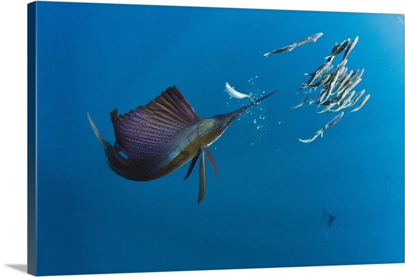 Atlantic Sailfish Feeding | Great Big Canvas