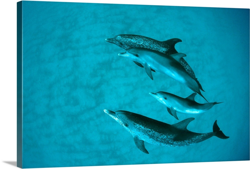 Atlantic Spotted Dolphin Wall Art, Canvas Prints, Framed Prints, Wall ...