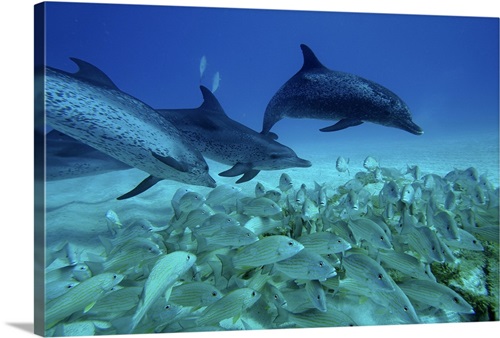 Atlantic Spotted Dolphin | Great Big Canvas