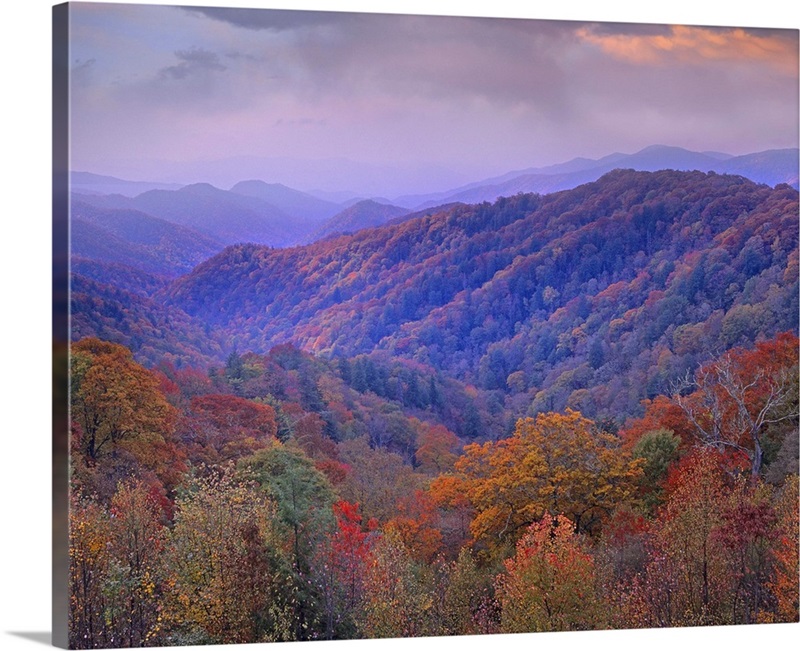 Autumn deciduous forest, Great Smoky Mountains National Park, Tennessee ...