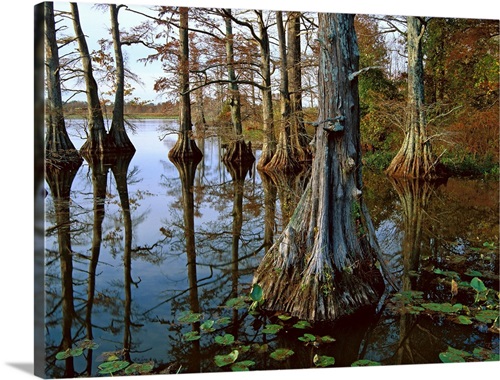 Bald Cypress at upper Blue Basin, Reelfoot National Wildlife Refuge ...