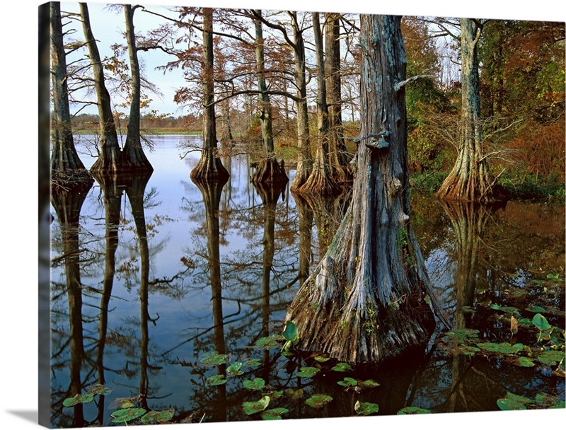 Bald Cypress at upper Blue Basin, Reelfoot National Wildlife Refuge ...