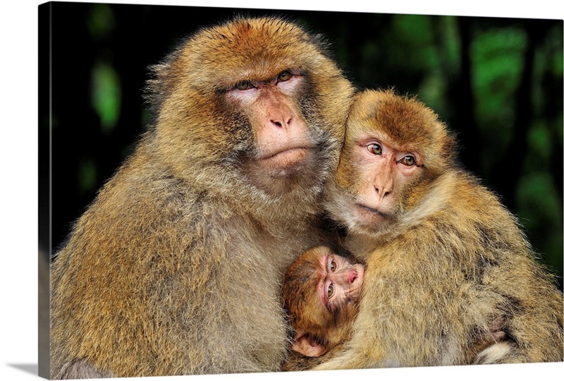 Barbary Macaque family | Great Big Canvas