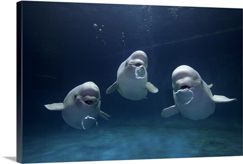 Beluga whale trio blowing toroidal bubble rings | Great Big Canvas
