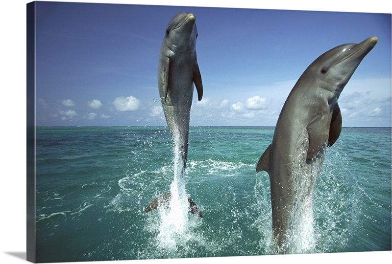 Bottlenose Dolphin pair leaping from water, Caribbean | Great Big Canvas