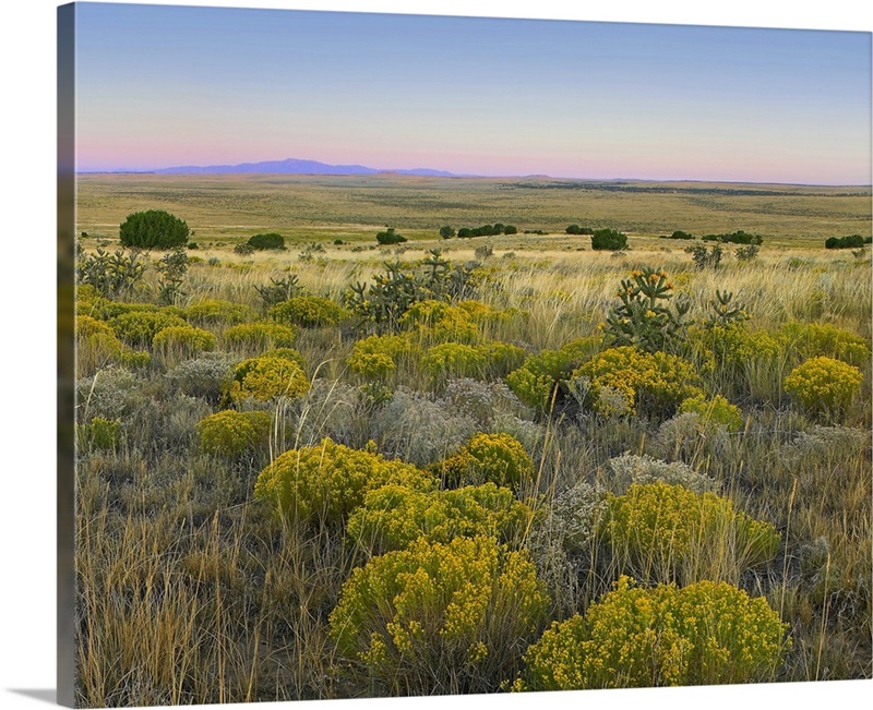 Broomweed growing among prairie grasses, Apishapa State Wildlife Refuge ...