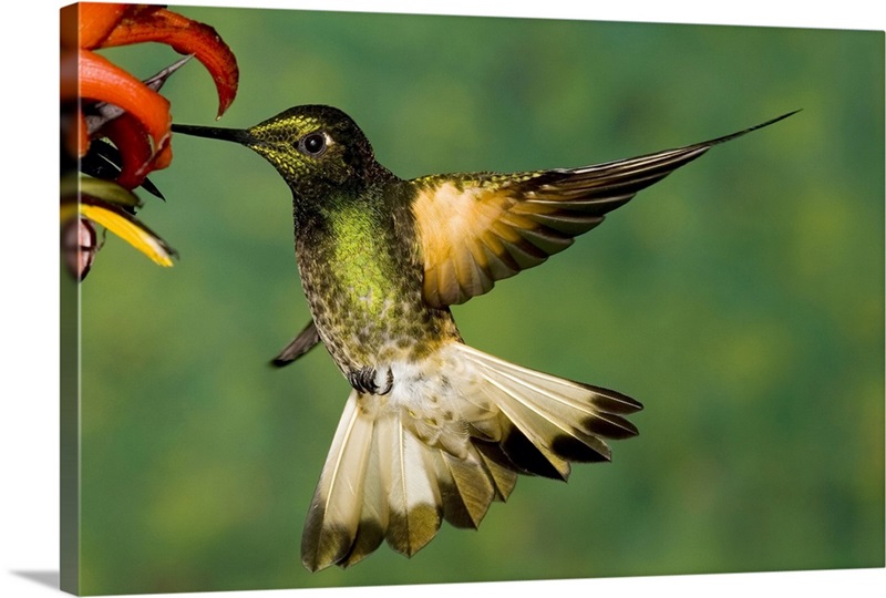 Buff-tailed Coronet hummingbird feeding on flower, Andes, Ecuador ...