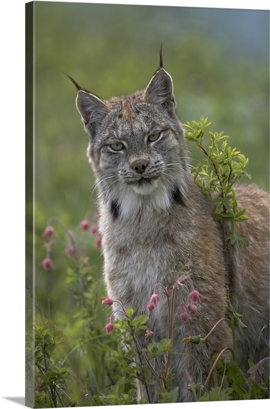 Canada Lynx (Lynx canadensis) portrait, North America | Great Big Canvas