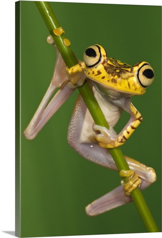 Chachi Tree Frog (Hypsiboas picturatus), northwest Ecuador | Great Big ...