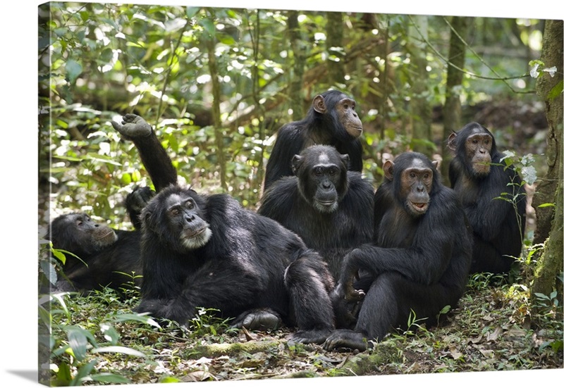 Chimpanzee group resting on forest floor, western Uganda | Great Big Canvas