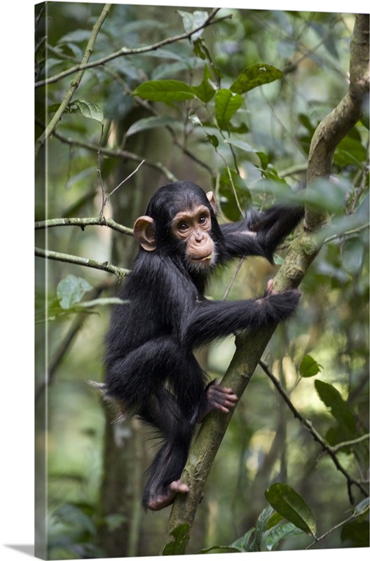 Chimpanzee one and a half year old infant playing in tree, western ...