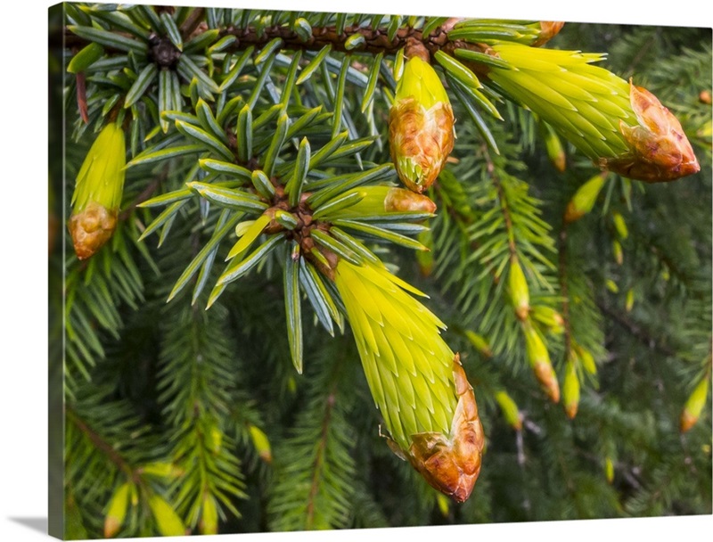 Conifer needles emerging, Alaska | Great Big Canvas