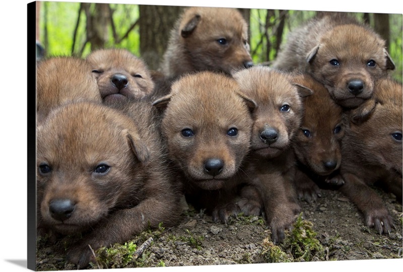 Coyote four week old wild pups, Chicago, Illinois | Great Big Canvas