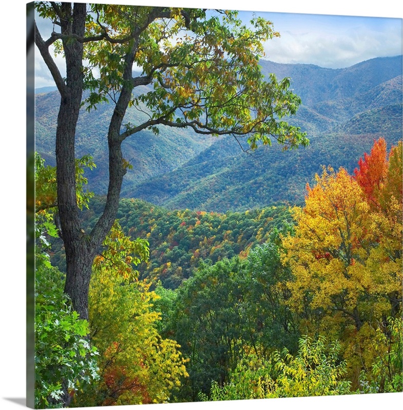 Deciduous forest in autumn, Blue Ridge Parkway, North Carolina | Great ...