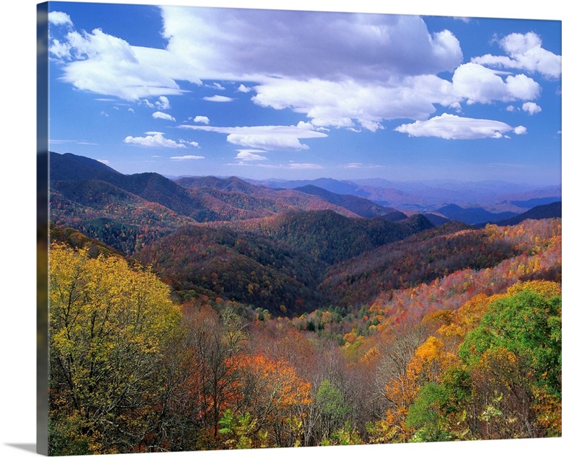 Deciduous forest, Thunderstruck Ridge Overlook, Blue Ridge Parkway ...