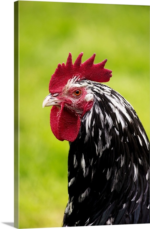 Domestic Chicken, Gournay cockerel, close-up of head, Normandy, France ...