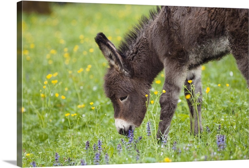 Donkey (Equus asinus) foal grazing, Bavaria, Germany | Great Big Canvas