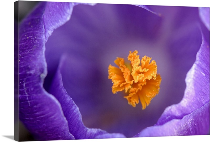 Dutch Crocus (Crocus vernus) flower, Hoogeloon, Netherlands | Great Big ...