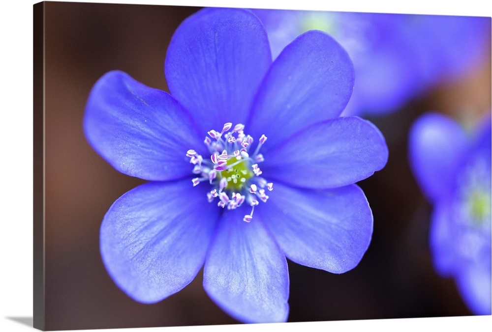 European Liver Leaf (Hepatica nobilis) flower, Germany Wall Art, Canvas ...