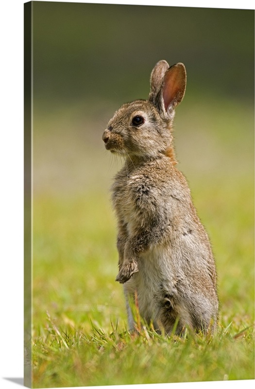 European Rabbit standing upright, Veenklooster, Friesland, Netherlands ...