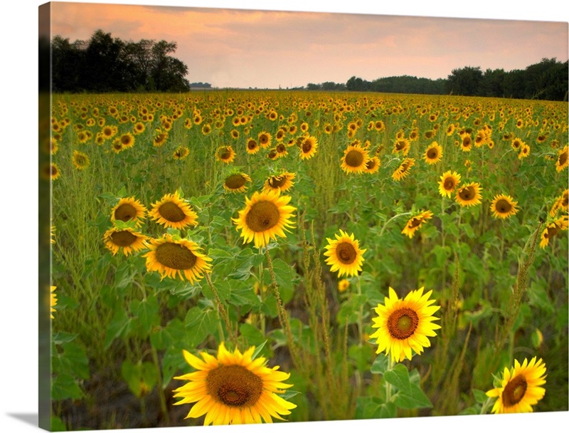 Field of sunflowers, Flint Hills National Wildlife Refuge, Kansas ...