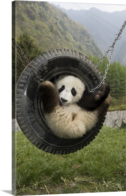 Giant Panda cub playing in tire swing, Wolong Nature Reserve, China ...