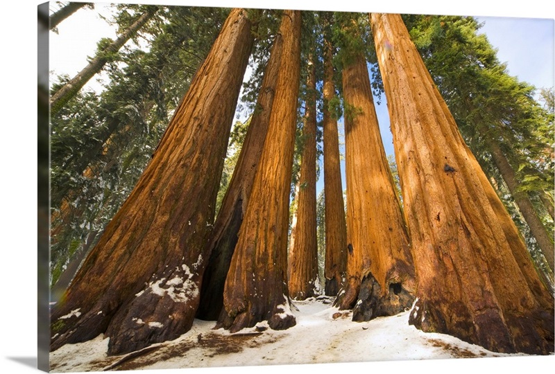Giant Sequoias and Snow Sequoia National Park | Great Big Canvas