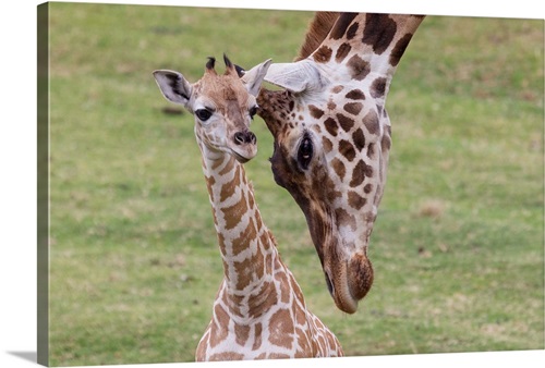 Giraffe mother nuzzling calf, native to Africa | Great Big Canvas