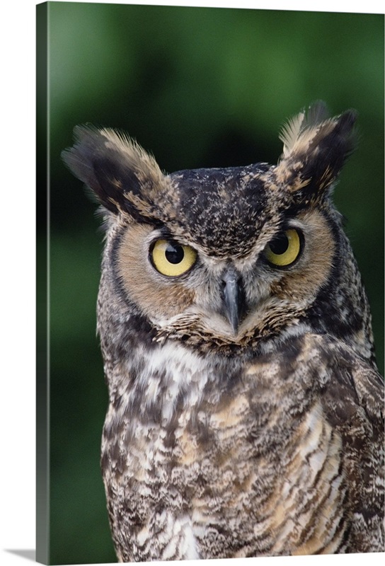 Great Horned Owl (Bubo virginianus) close-up portrait, North America ...