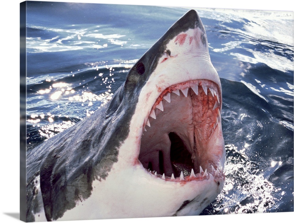 White Shark Saltwater Fish Eater Shark Carcharodon