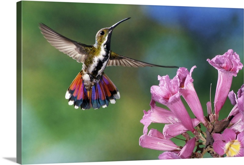 Green-breasted Mango hummingbird with flowers of Puiva Tree, Costa Rica ...