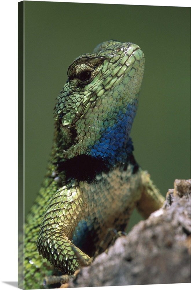 Green Spiny Lizard (Sceloporus malachiticus) male, Costa Rica Wall Art ...