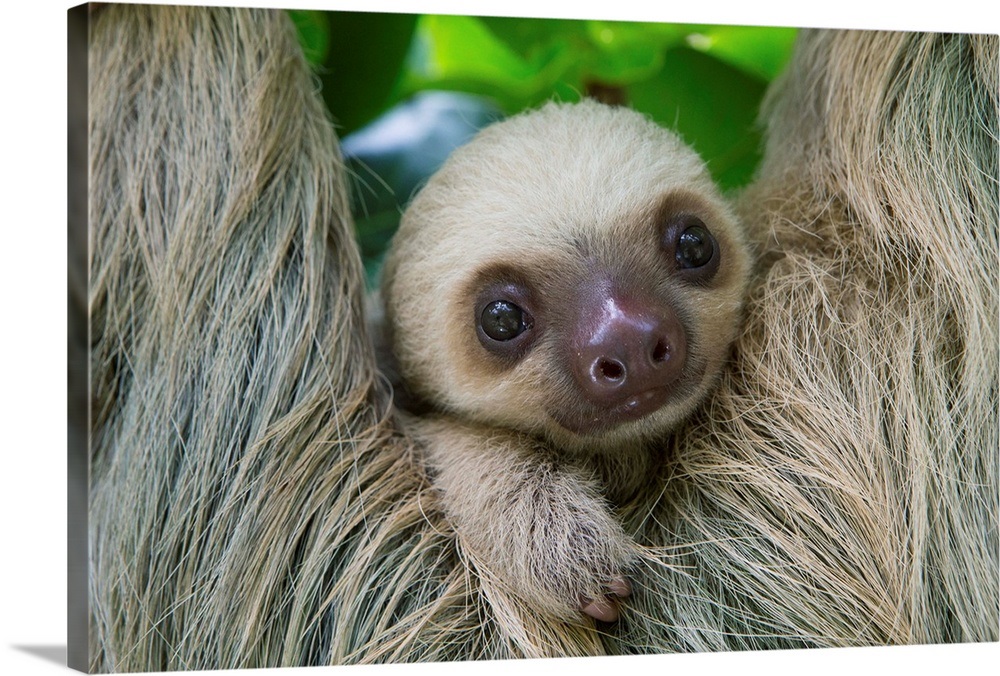 Hoffmann's Two-toed Sloth two month old baby, Aviarios Sloth Sanctuary ...