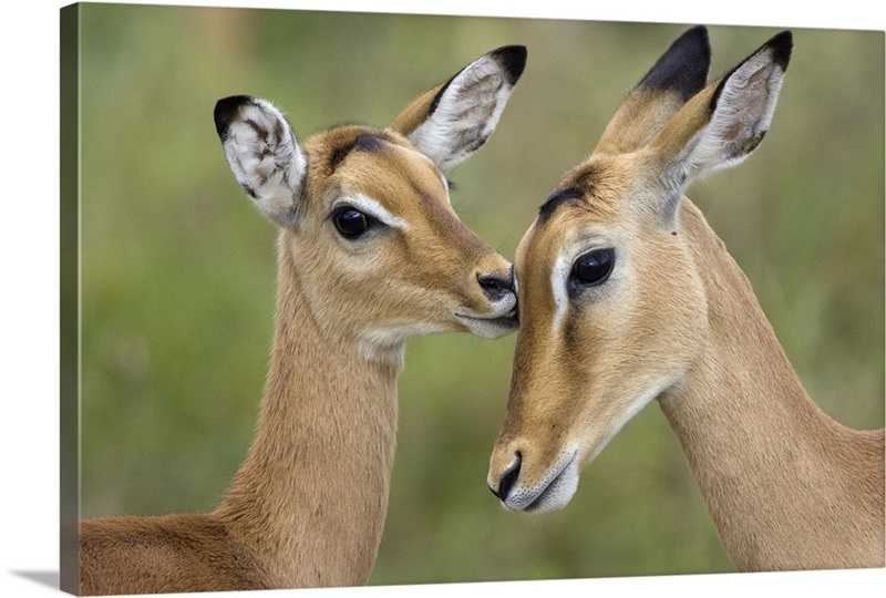 Impala fawn grooming mother, Serengeti National Park, Tanzania | Great ...
